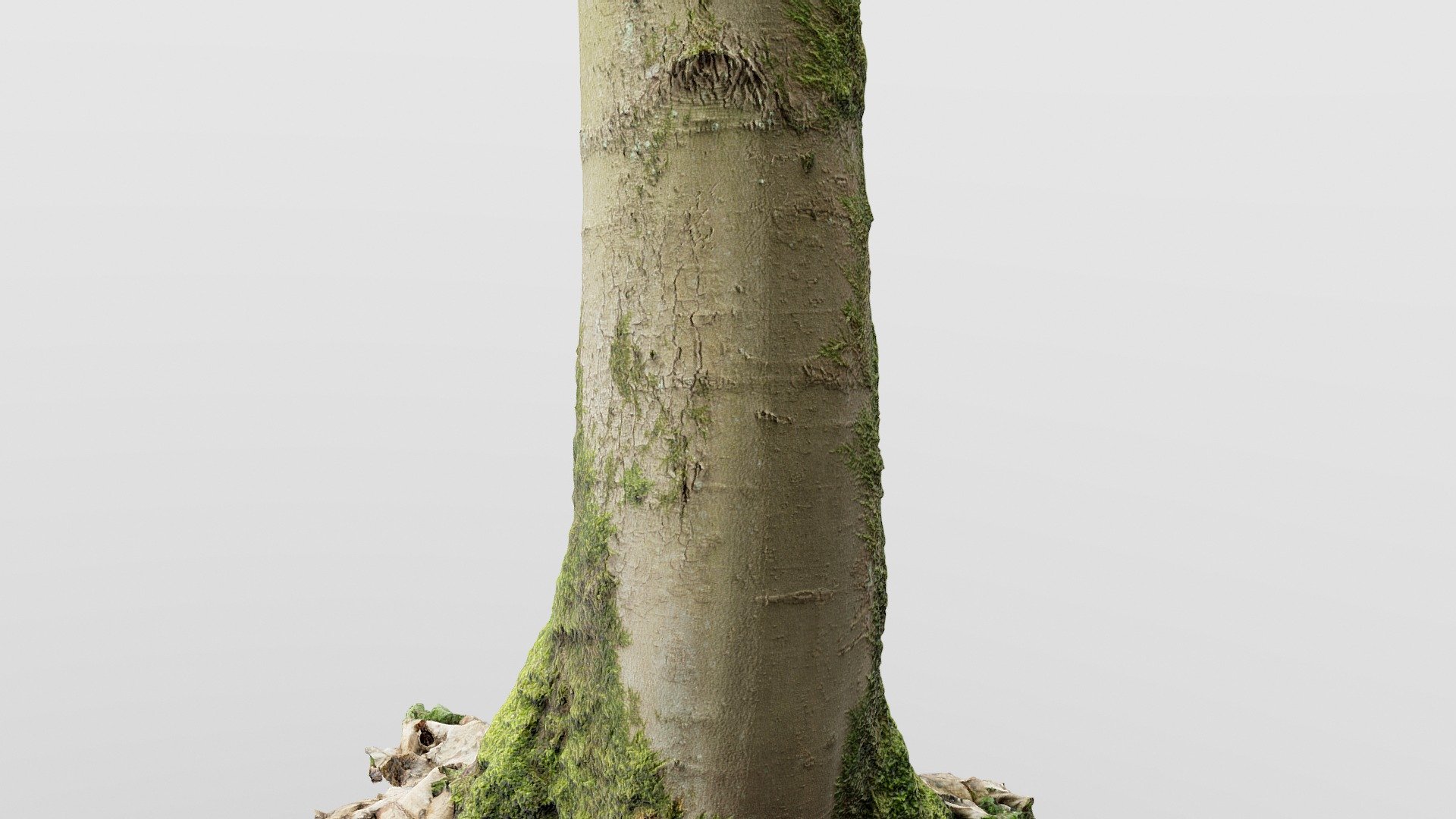 Mossy Beech Tree Trunk - Buy Royalty Free 3D model by Drakery [035a4b2 ...