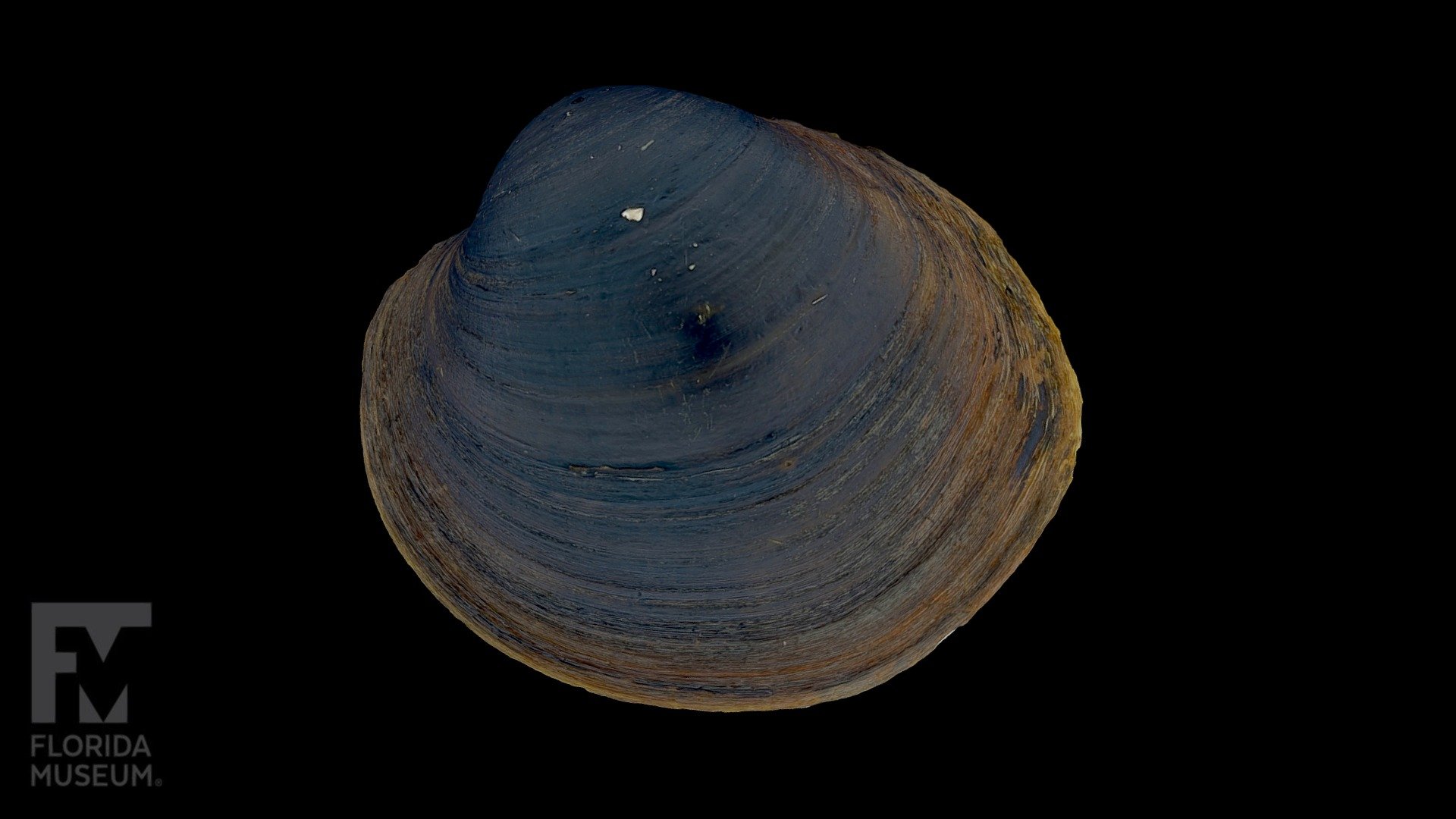 Alabama hickorynut - Freshwater Mussel - 3D model by FloridaMuseum ...