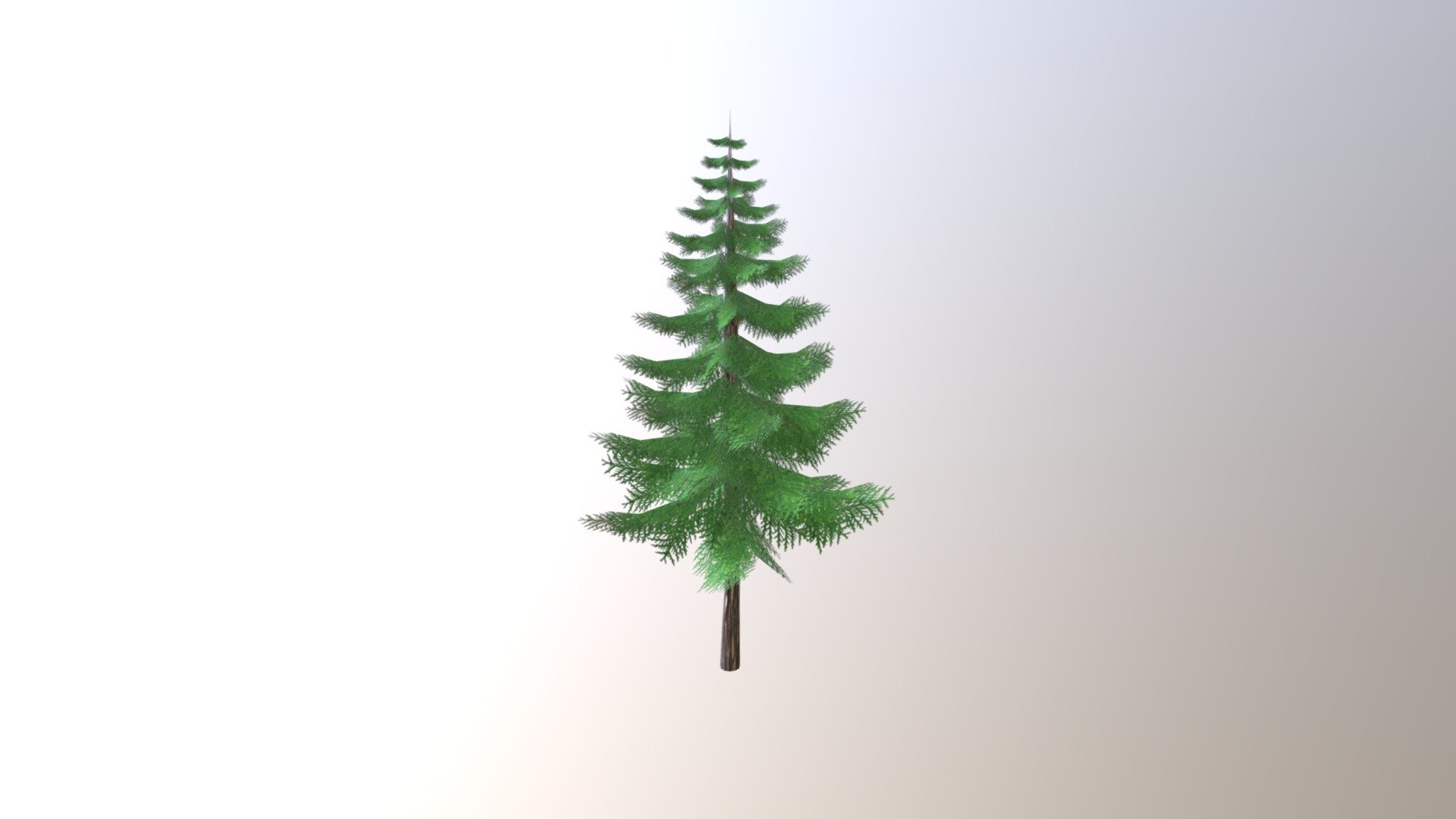 Fir Tree - Download Free 3D model by Evanbl [035fd1e] - Sketchfab