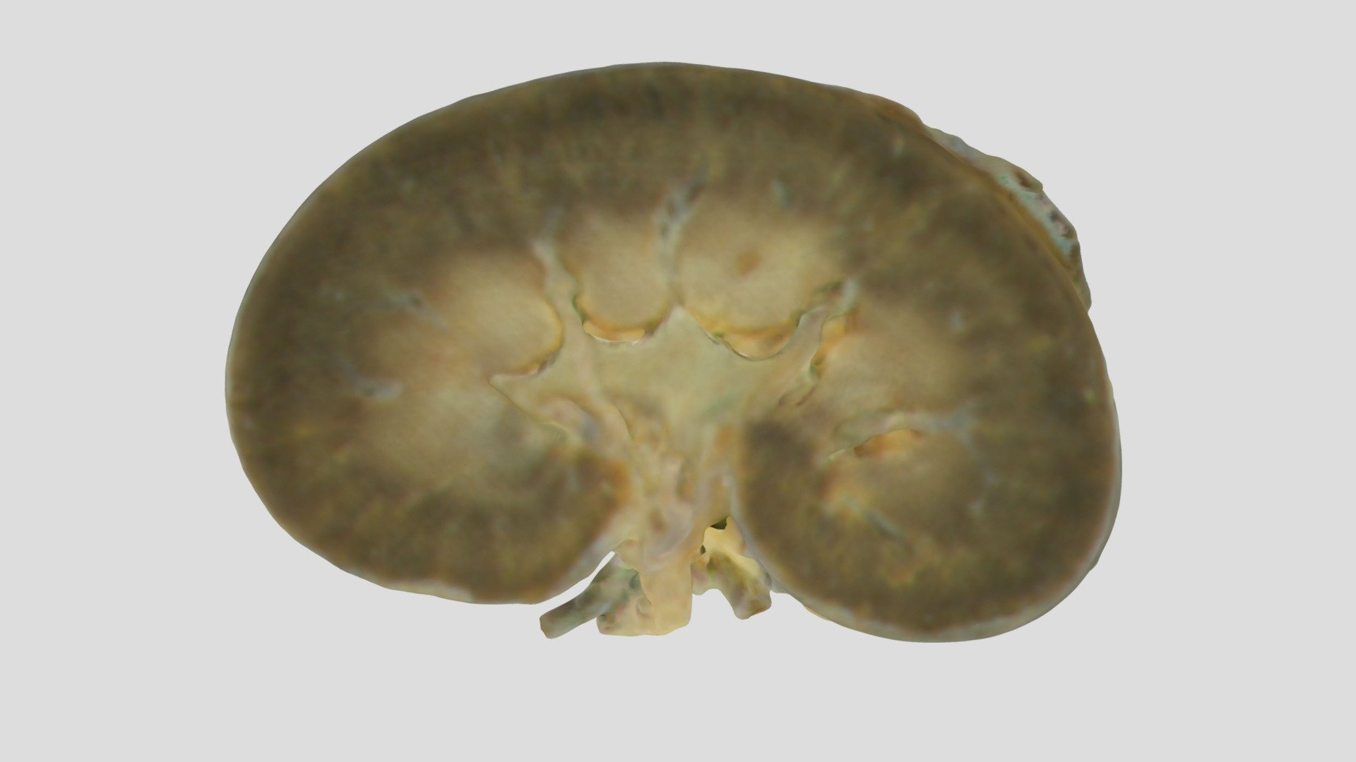 Kidney (dog) - 3D model by University of Sarajevo - Veterinary faculty ...