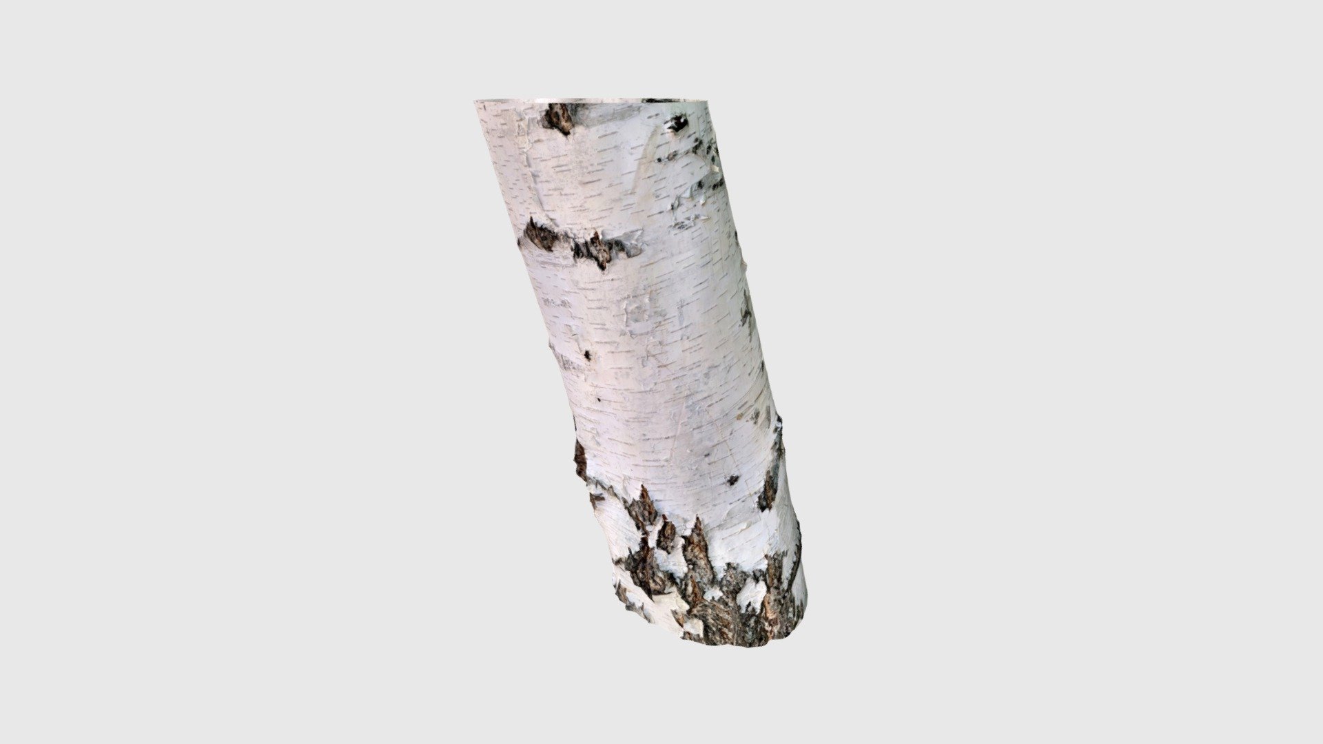 Birch bark raw scan - Download Free 3D model by frag112 [0361b1b ...