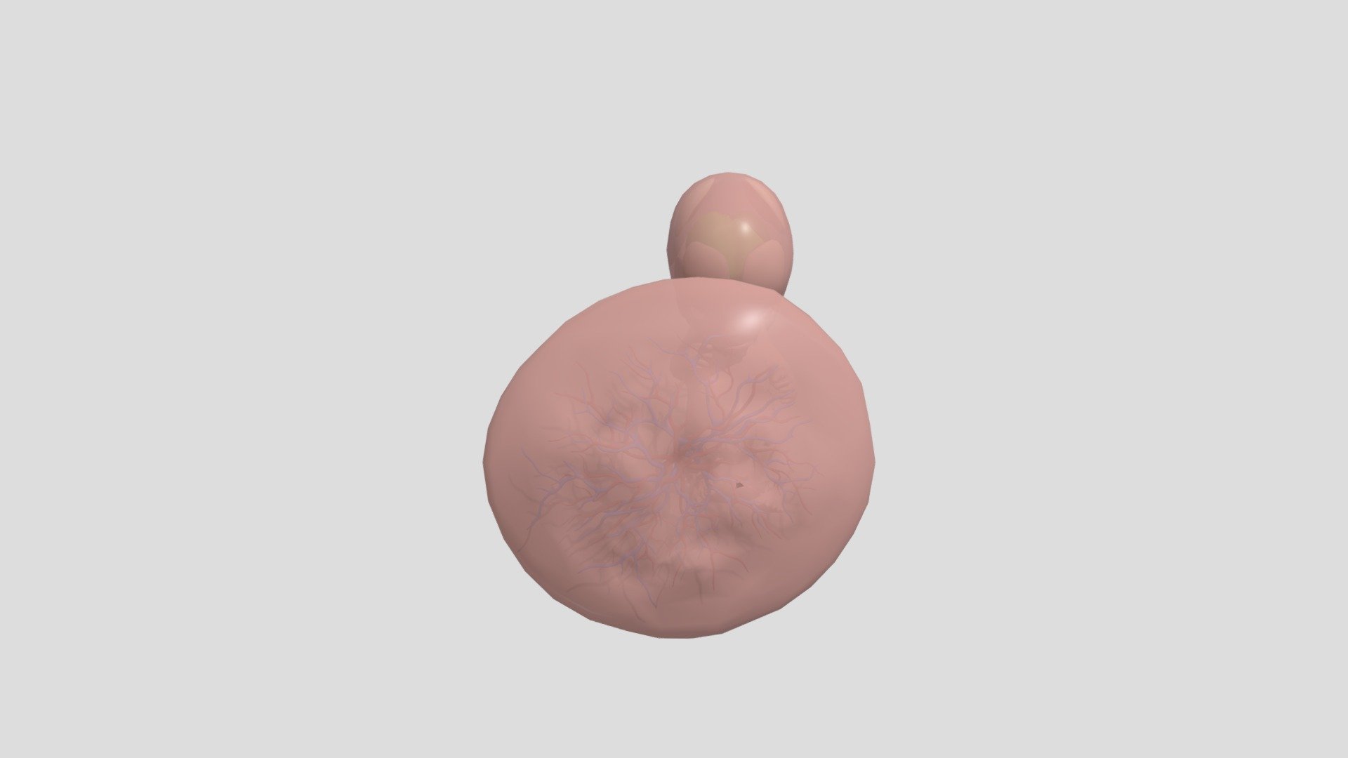 10_weeks_fetus_female - 3D model by Wintages [0368be8] - Sketchfab