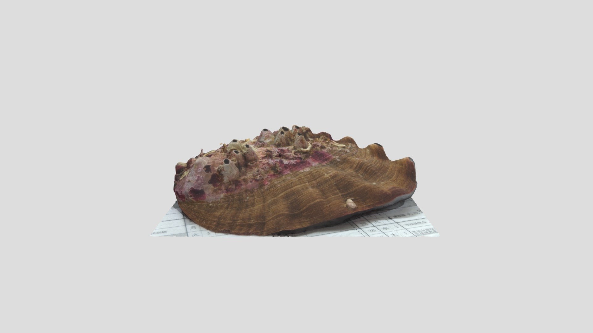 Abalone - 3D model by Taku_Tashiro [036a817] - Sketchfab