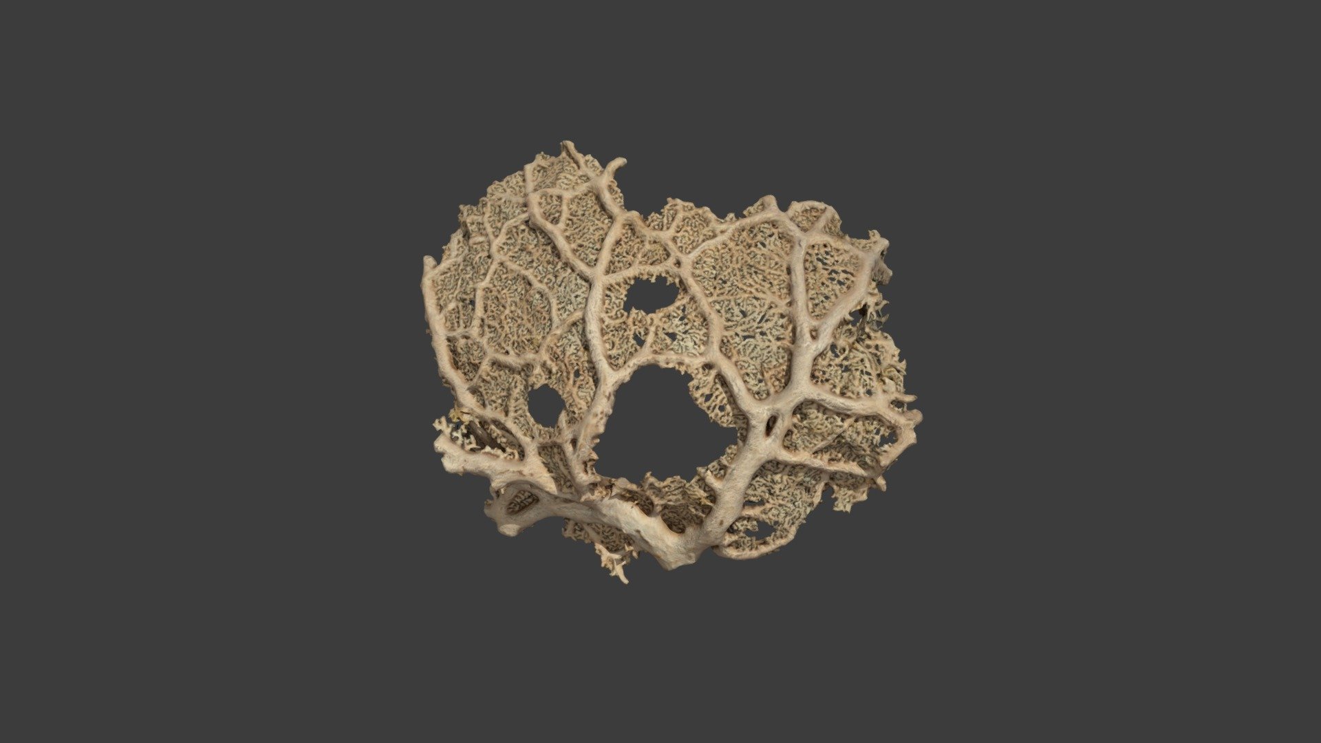 Stylaster alaskanus - Download Free 3D model by The Smithsonian ...