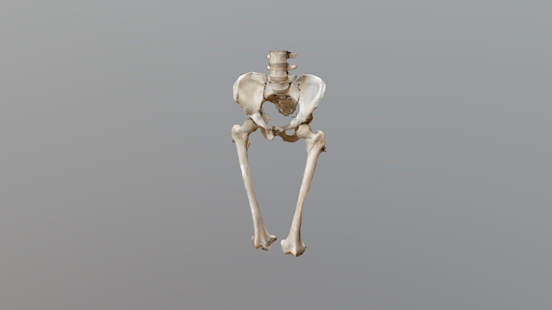 Bassin humain - Download Free 3D model by Tavernier Amaury ...