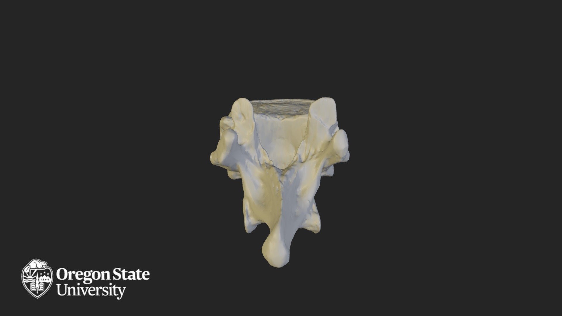 T12 - Download Free 3D model by Oregon State University | Ecampus ...