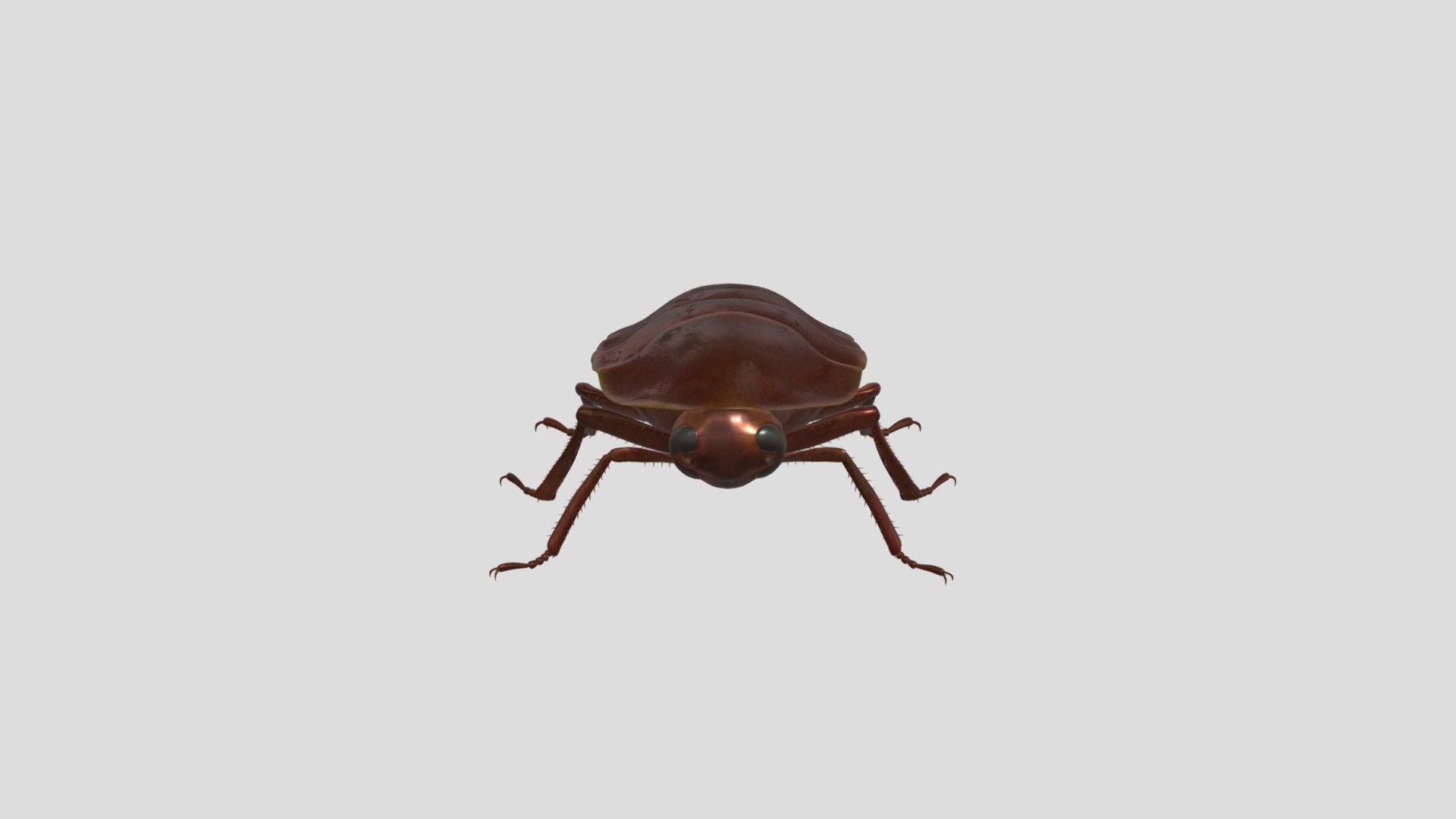 Beetle - 3D model by Legin [03768a1] - Sketchfab