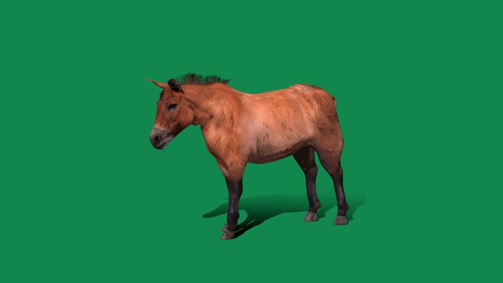 Rare-horse 3D models - Sketchfab