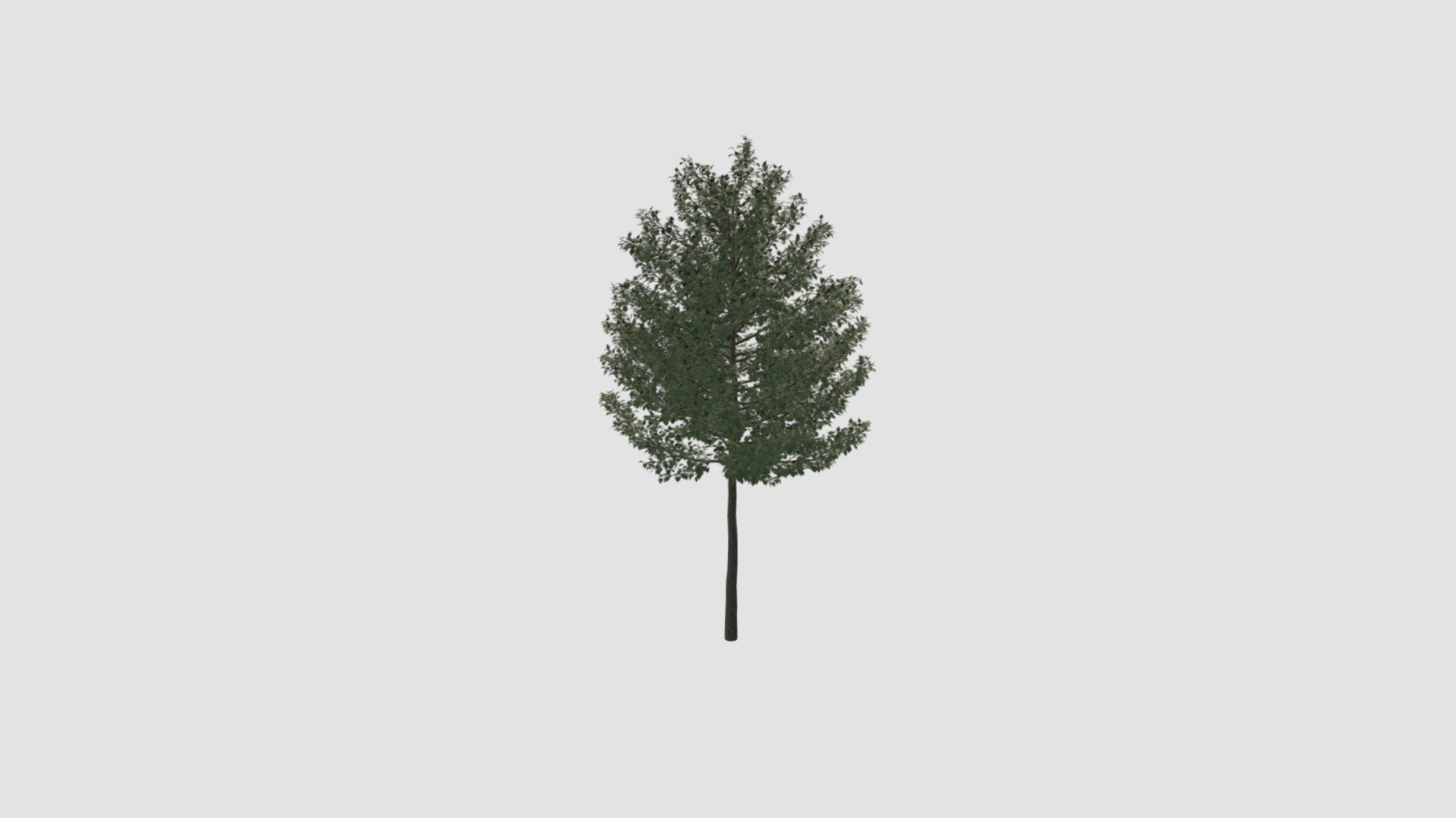 Tree - Buy Royalty Free 3D model by Evermotion [038353d] - Sketchfab Store