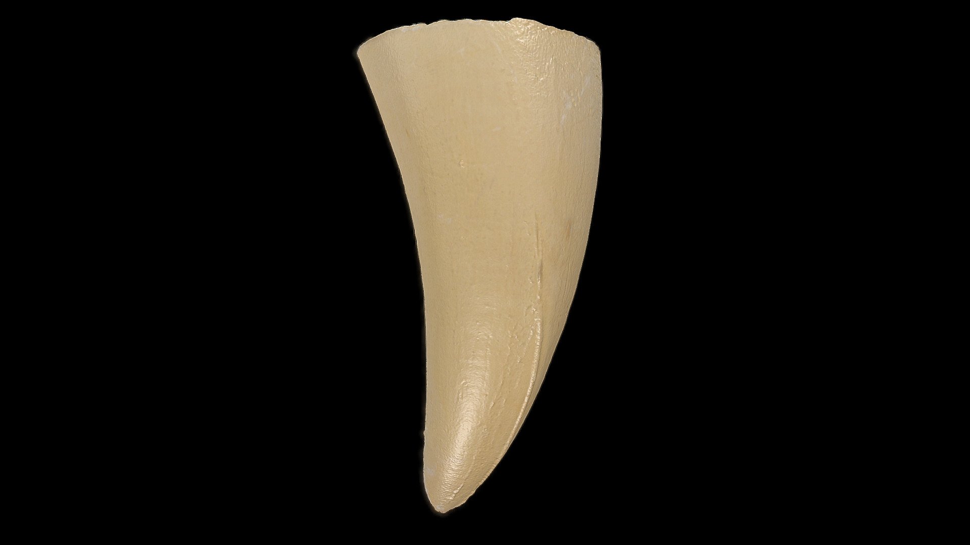 T-Rex Tooth Cast 3D Scan - 3D model by Laser Design (@Laserdesign ...