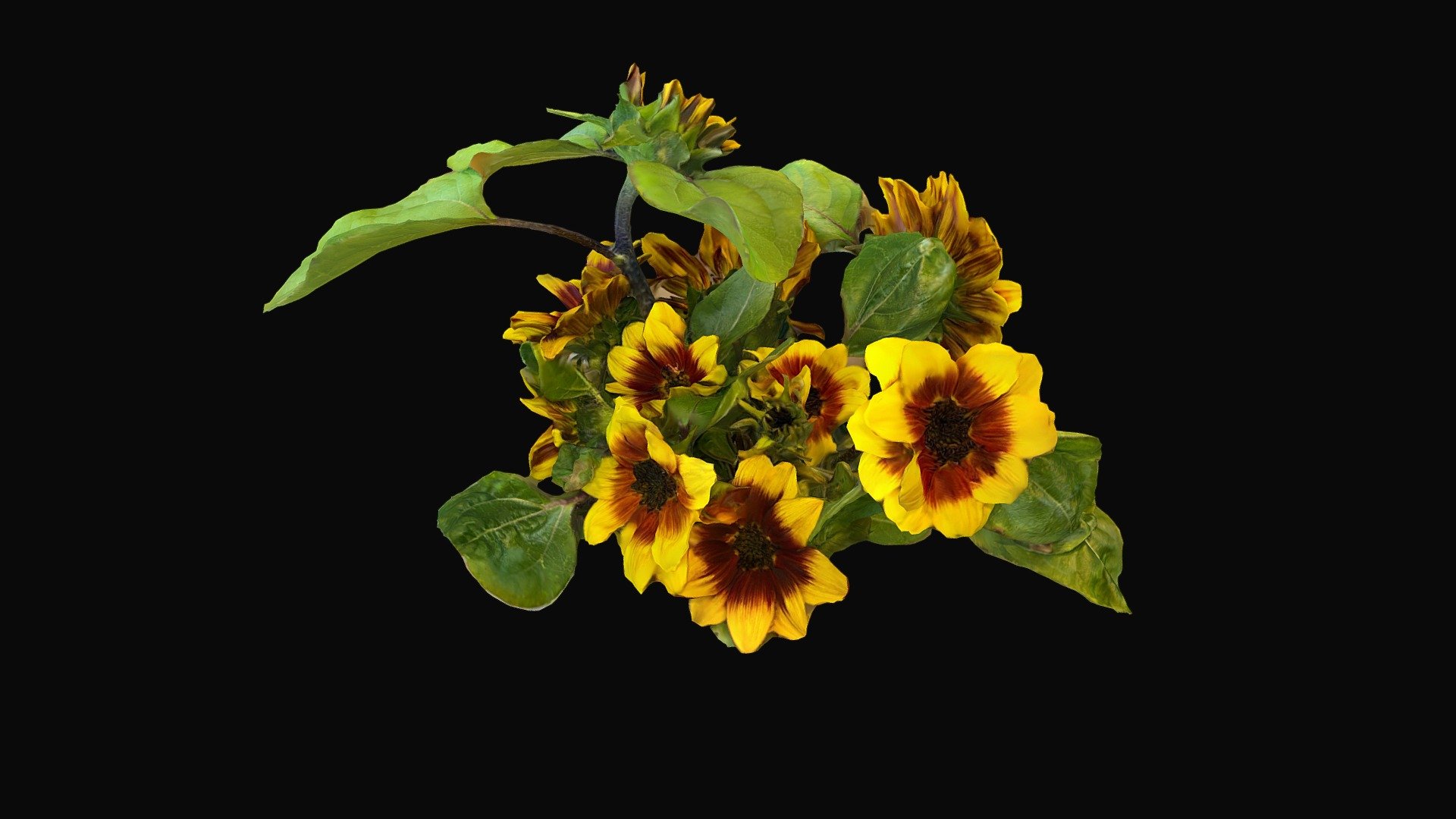 🌻 - Download Free 3D model by Andrei Alexandrescu (@Andrei_Alexandrescu ...