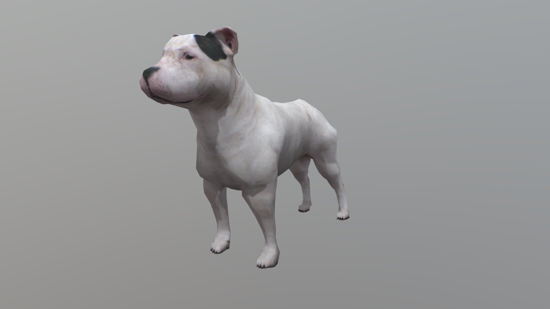 Pitbull - Buy Royalty Free 3D model by 3dlowpoly [0386616] - Sketchfab ...