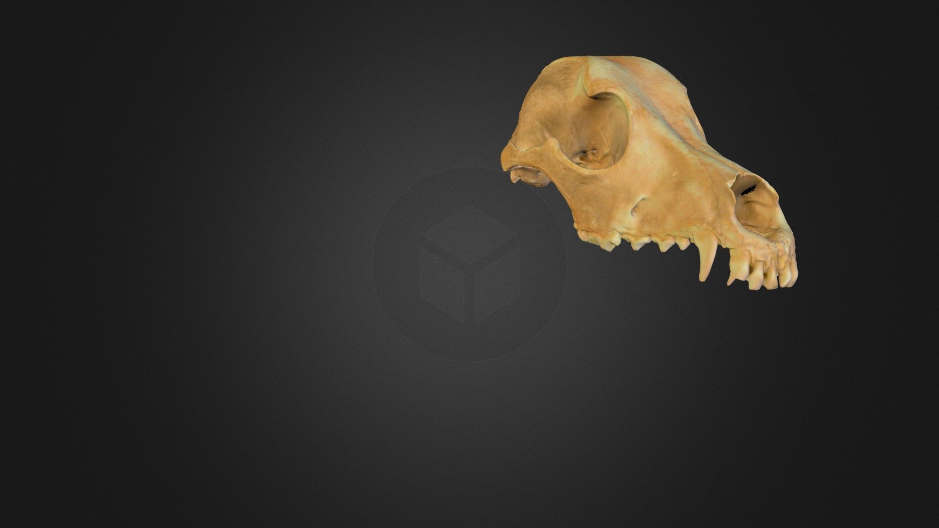 Skull Textured - 3D model by Spark3D (@MichaelBoyd) [038b7b9] - Sketchfab