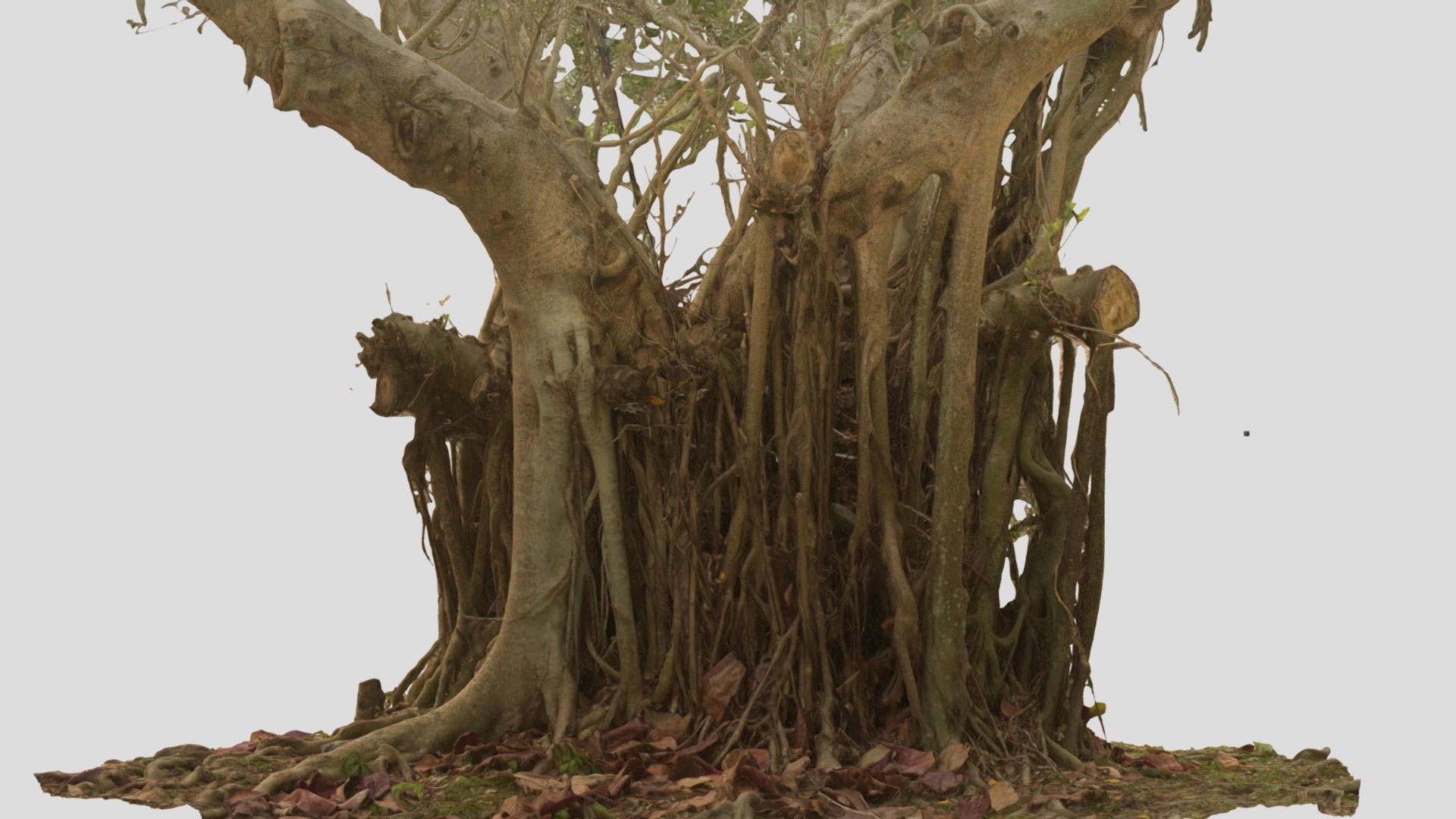 CC0 ガジュマル Malayan Banyan, Ficus microcarpa - Download Free 3D model by ...