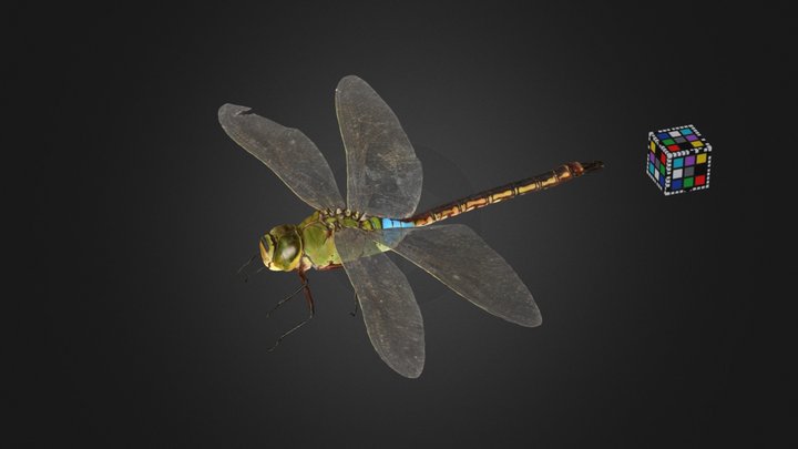 Insect 3D models - Sketchfab
