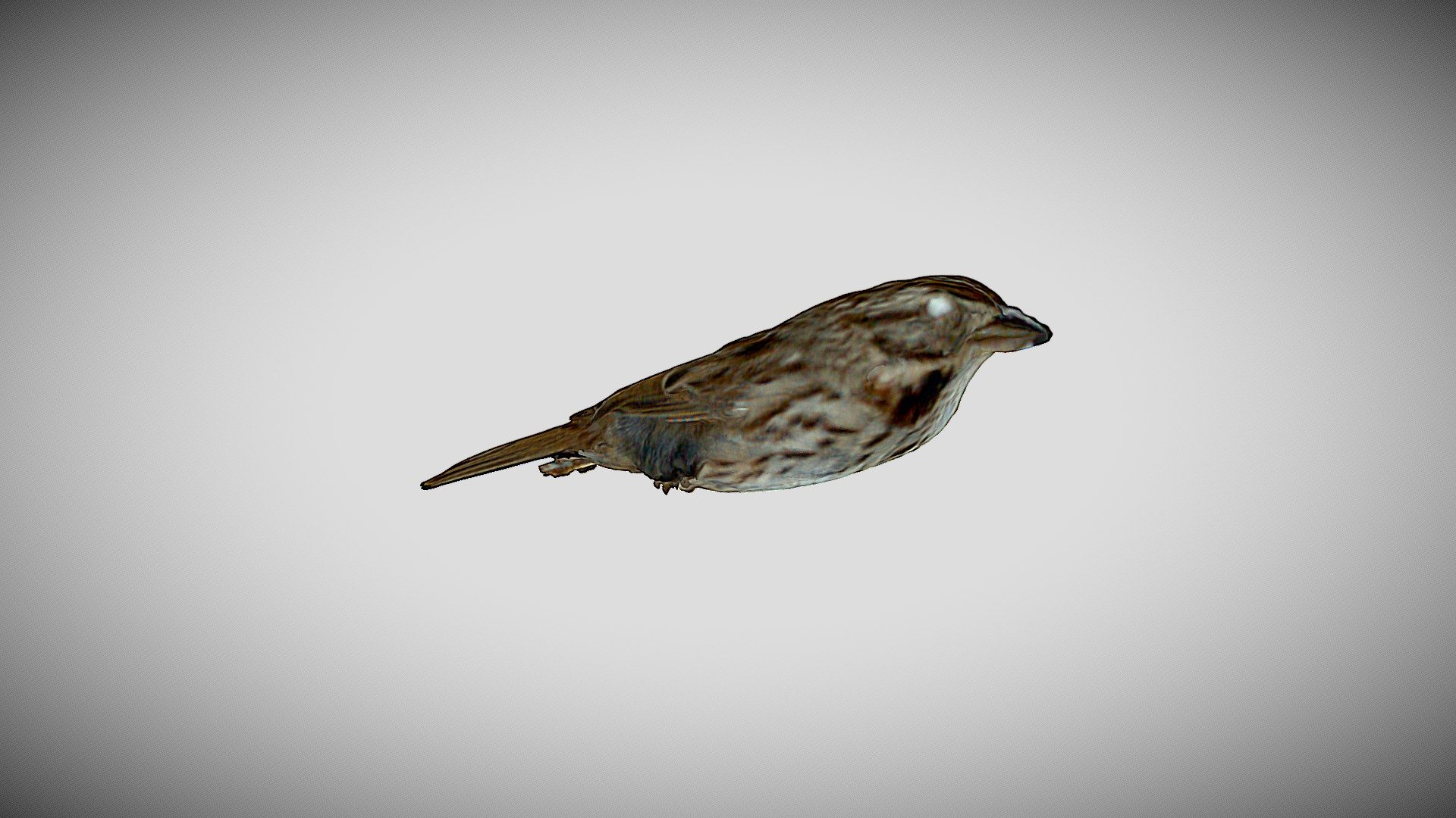 Sparrow (laser scanned 20) - Download Free 3D model by Boston College ...