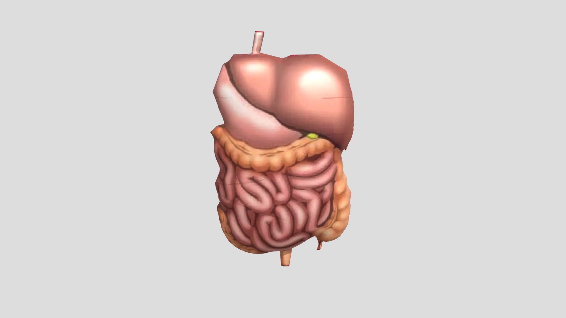 Organ - 3D model by syahrulmnr [03946aa] - Sketchfab