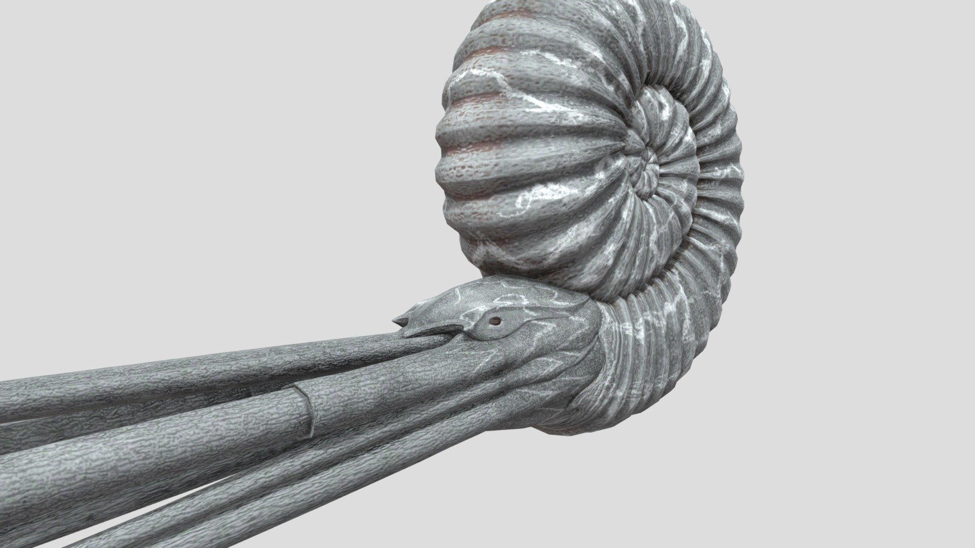 Ammonite - Download Free 3D model by Tim The Ichthyovenator (@TimFallas ...