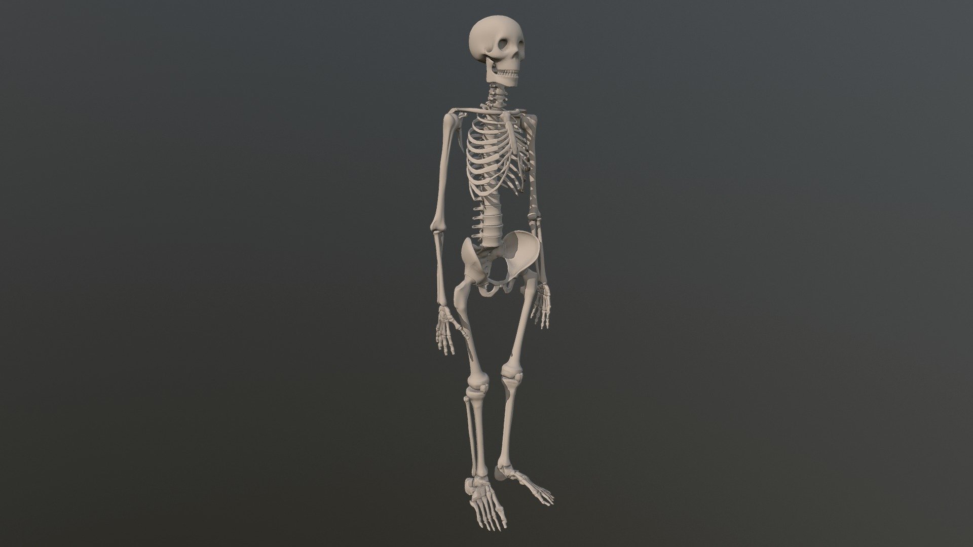 3D Skeleton - Buy Royalty Free 3D model by DanAranDesigns [039f1f3 ...