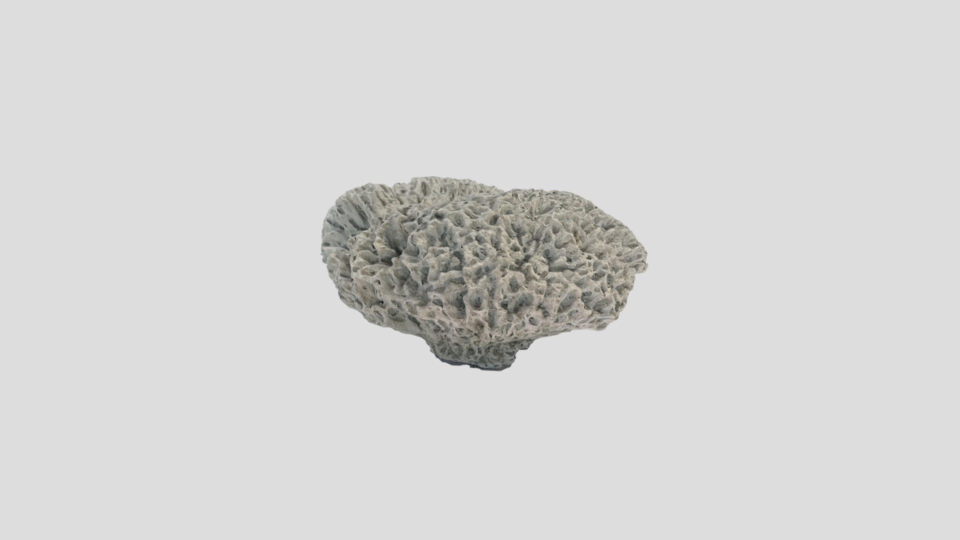 Lacy tubeworm (Filograna implexa) - 3D model by squireM [03a7194 ...