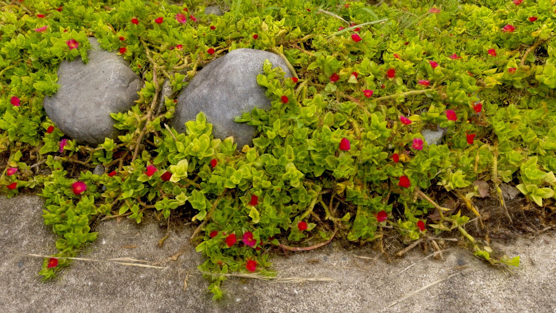 Baby Sun Rose Plant - #AgisoftNatureChallenge - Download Free 3D model ...