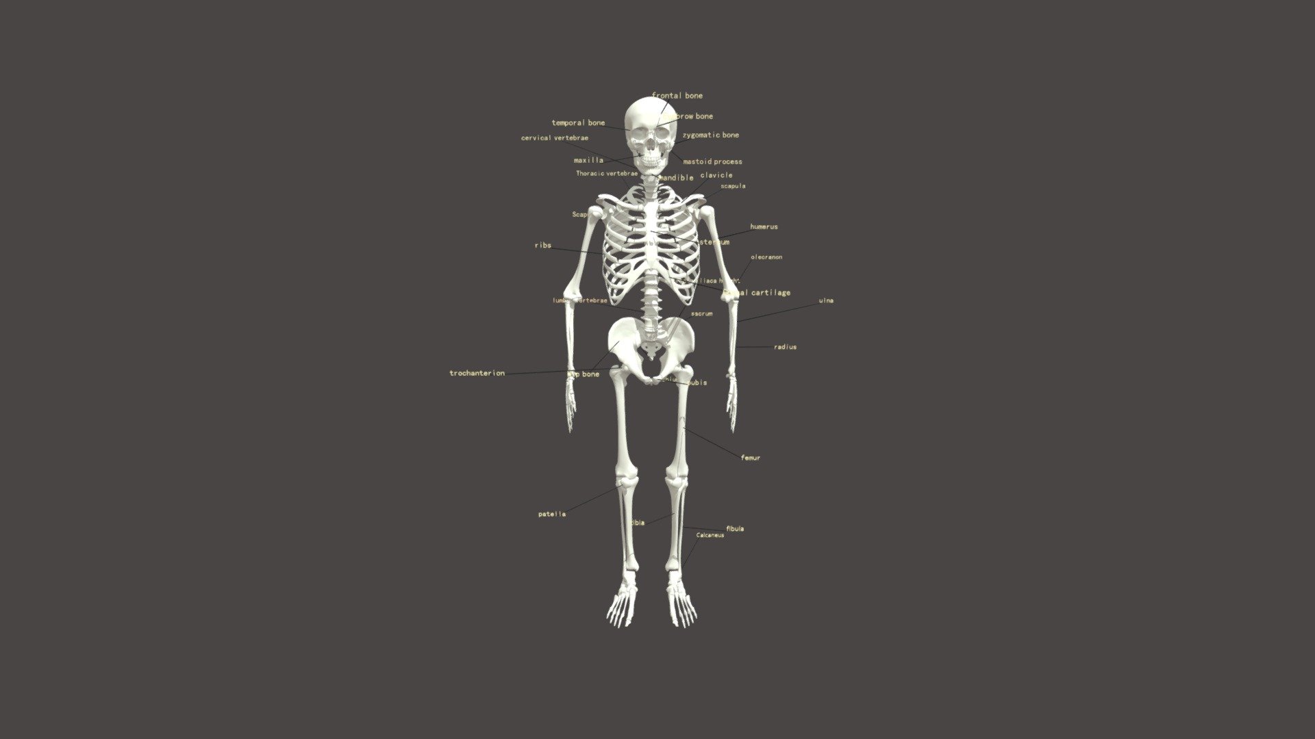 skeleton - 3D model by gantik [03a8d49] - Sketchfab