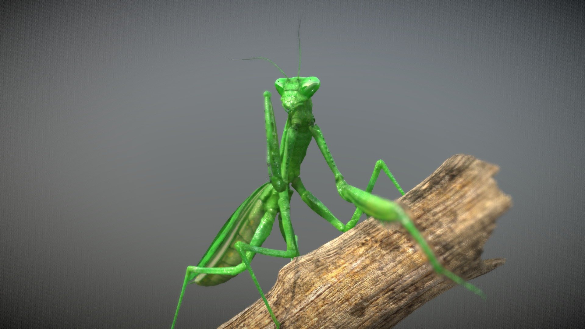 Mantis - Buy Royalty Free 3D model by Nestaeric [03a9e79] - Sketchfab Store