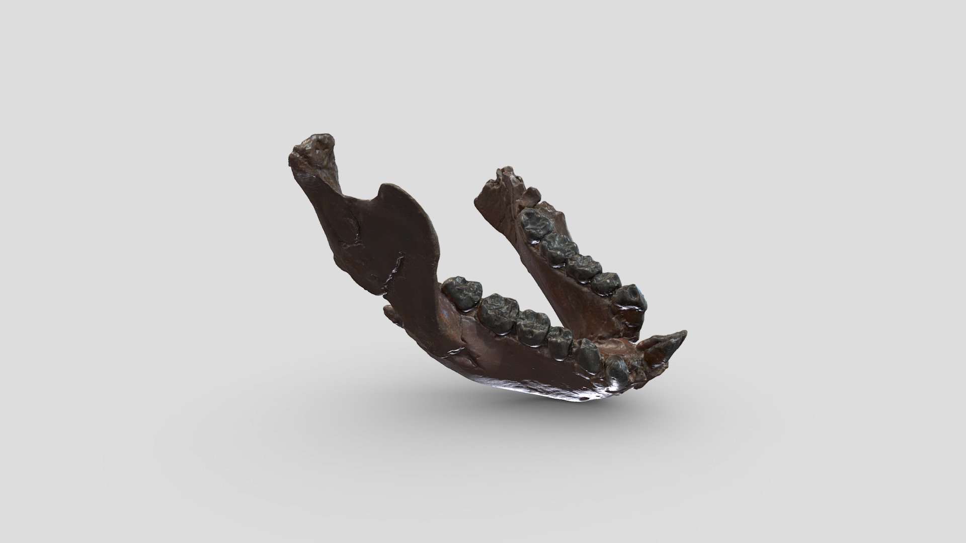 Rudapithecus hungaricus/ Mandibula - 3D model by Herman Ottó Múzeum ...