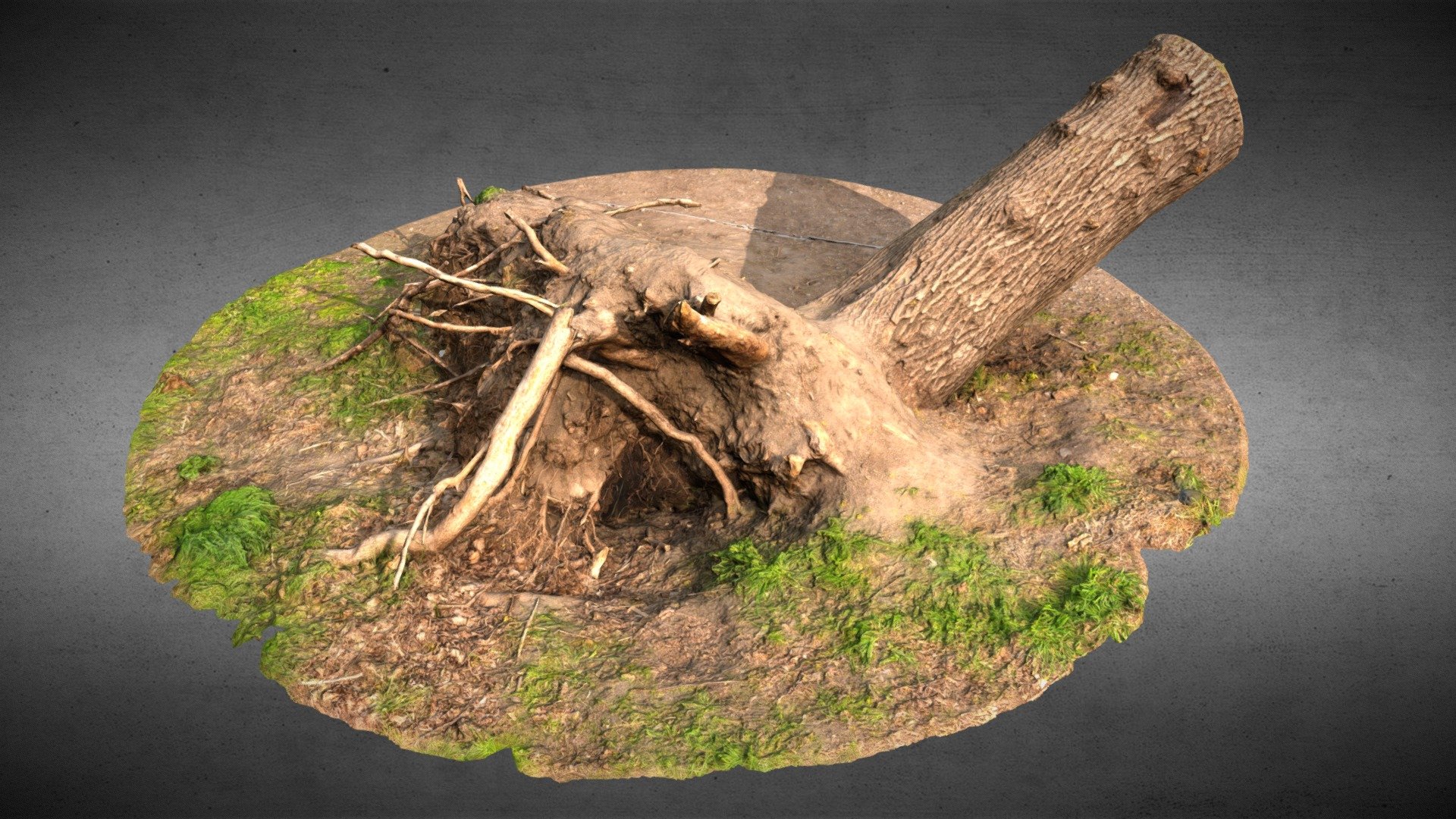 3D Scan | Fallen Tree Trunk - 3D model by Bodo Schütze (@bodoschuetze ...