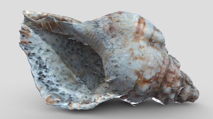 Sea-shell 3D models - Sketchfab