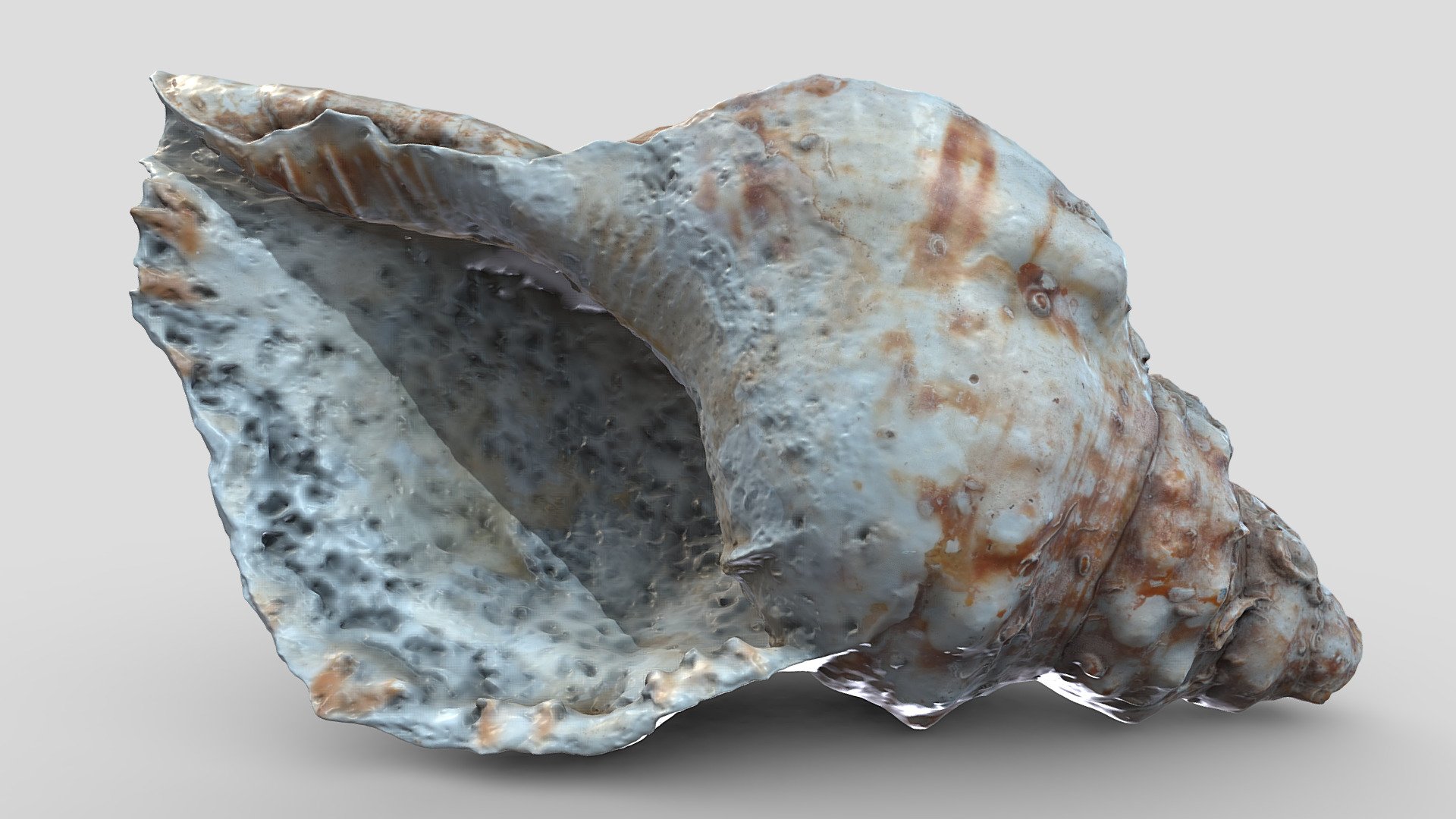 Sea Shell | High Poly | 8K Texture - Buy Royalty Free 3D model by ...