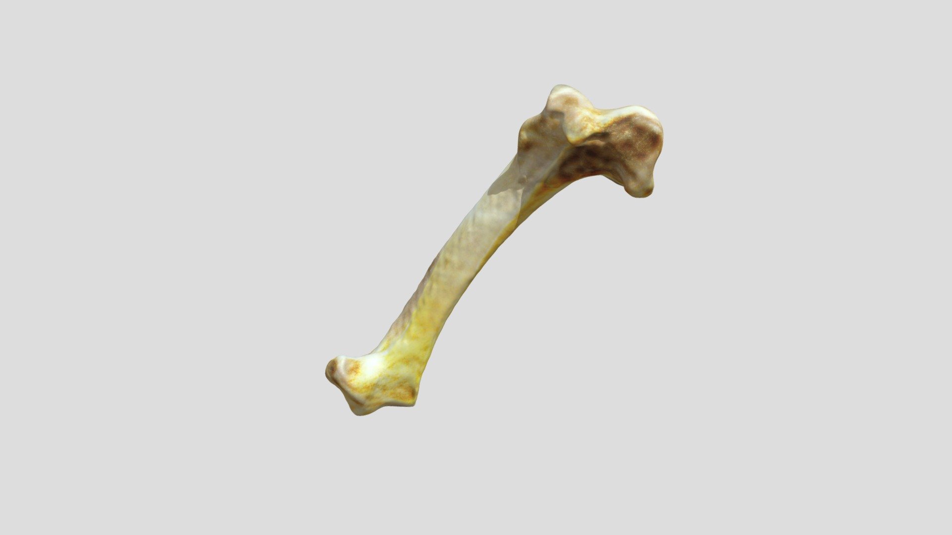 Luma - Ancient Femur Bone - Download Free 3D model by JTsatsaronis ...