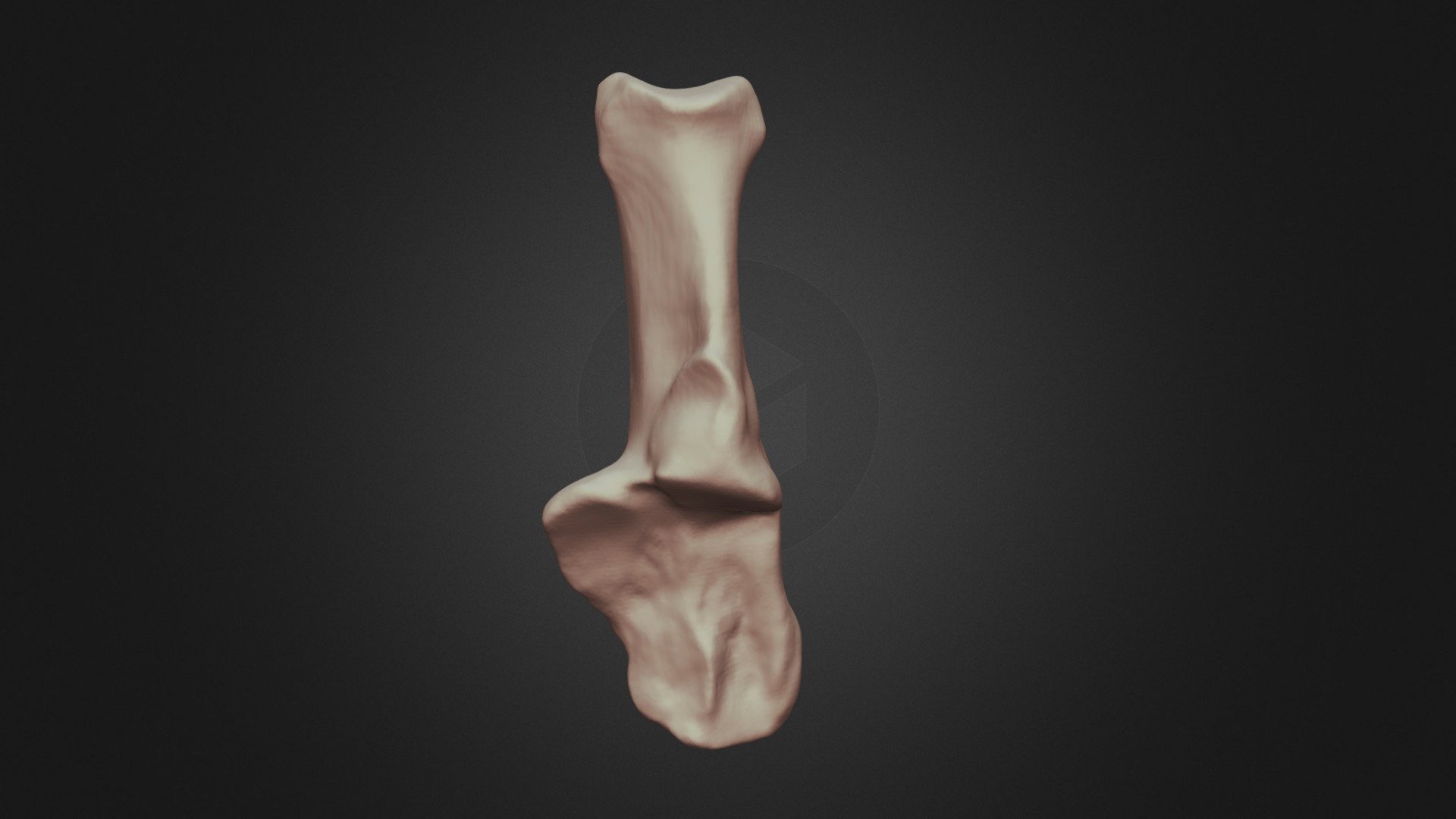 Vulpes vulpes (Red Fox) Left Calcaneus - 3D model by Lakehead ...