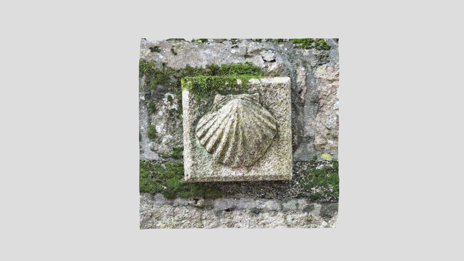 Scallop_Shell [MR Lidar Scan] - Download Free 3D model by ...