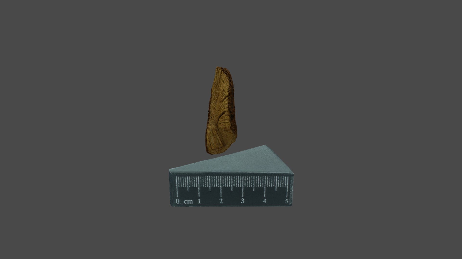 หัวขมิ้น scale bar - Download Free 3D model by 65201101047 [03ca363 ...