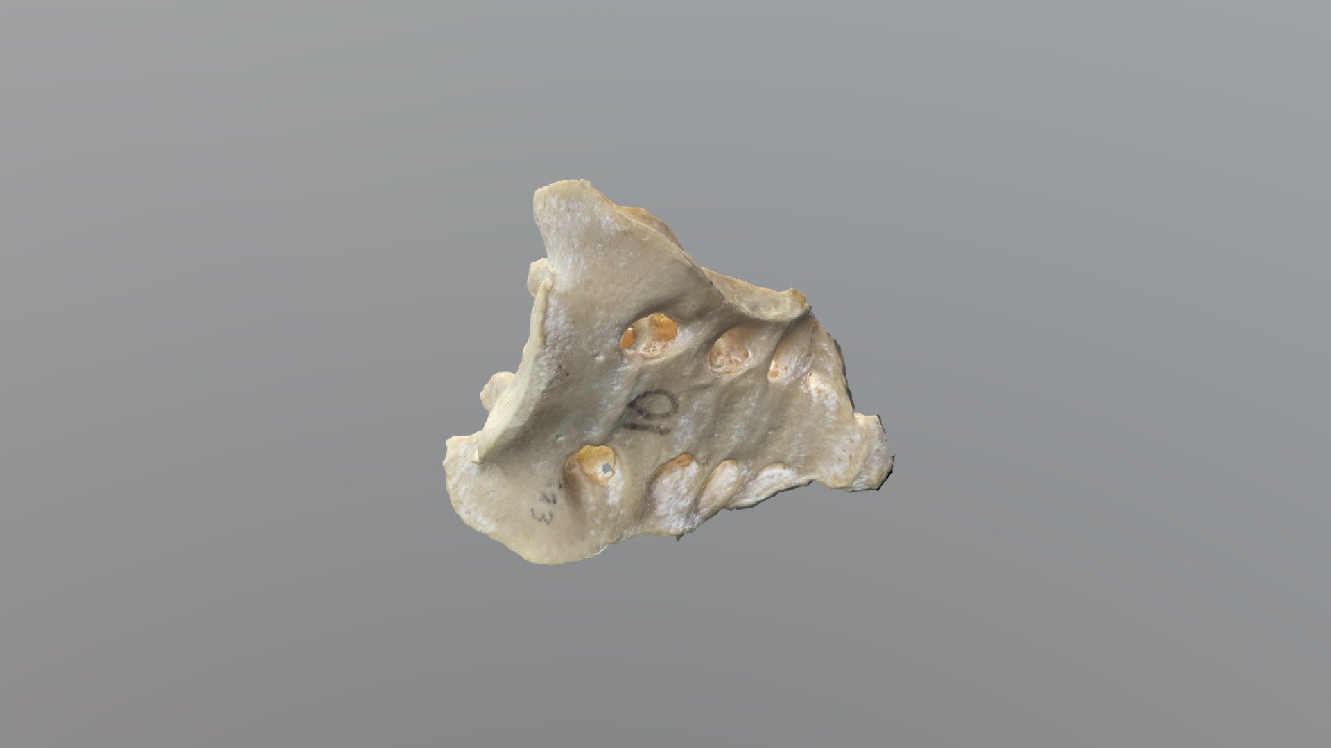 3D Human Sacrum 2 - 3D model by sgarv_3-D [03cd120] - Sketchfab