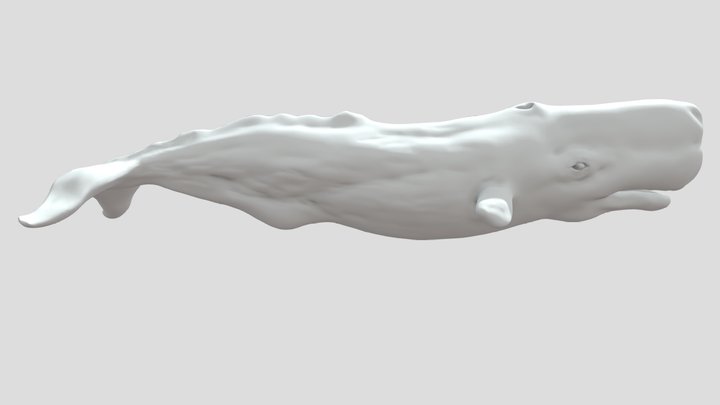 Spermwhale 3D models - Sketchfab