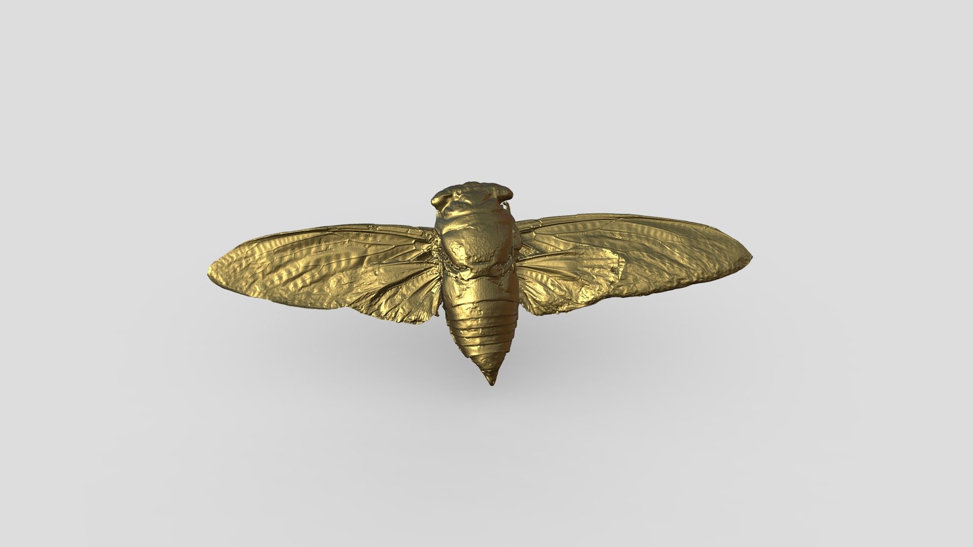 Cicada - 3D model by Diana Liu (@Diana123456) [03d13fc] - Sketchfab
