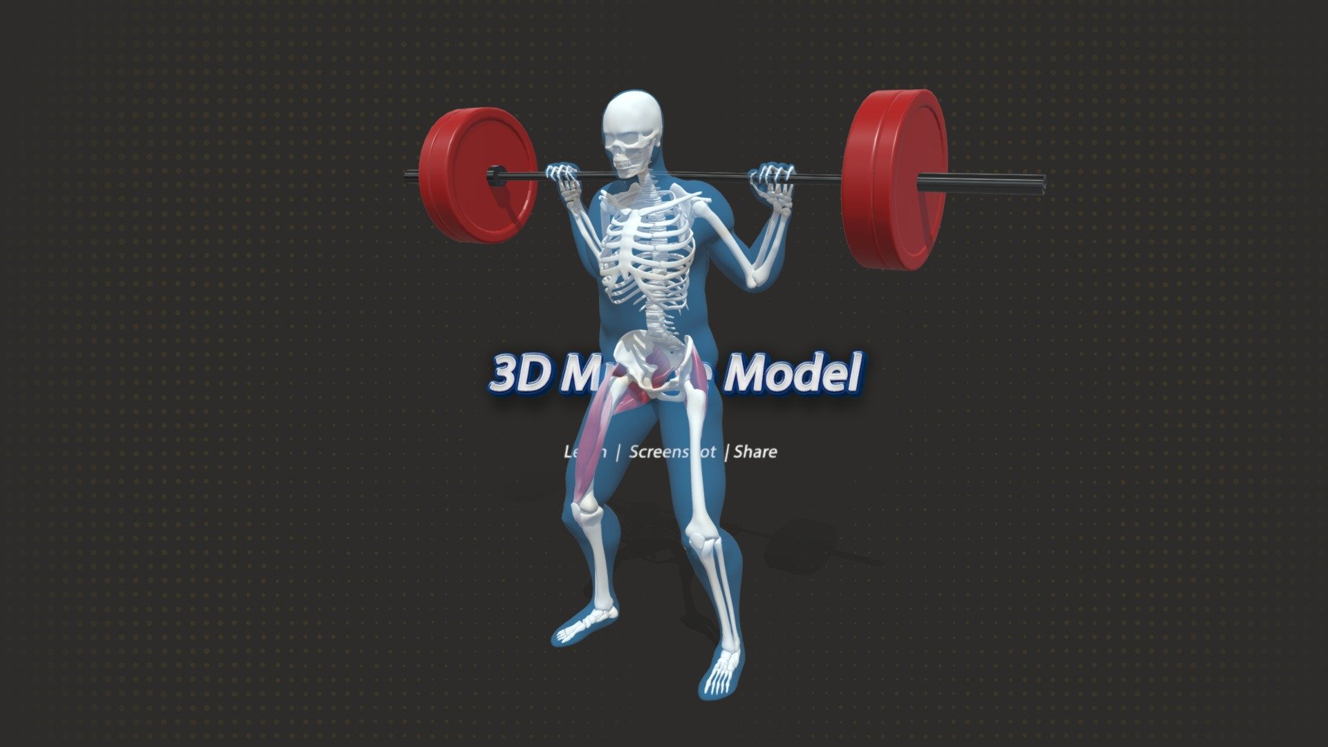 1.Barbell Back Squat (AR Ready) - 3D model by Mike - 3D Muscle Model ...