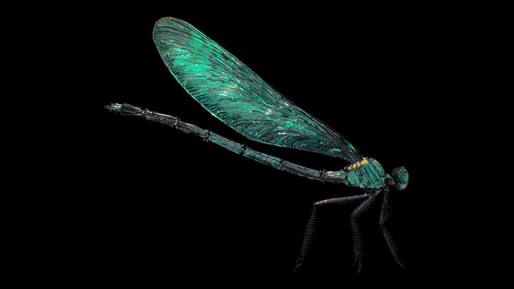 Dragonfly 3D models - Sketchfab