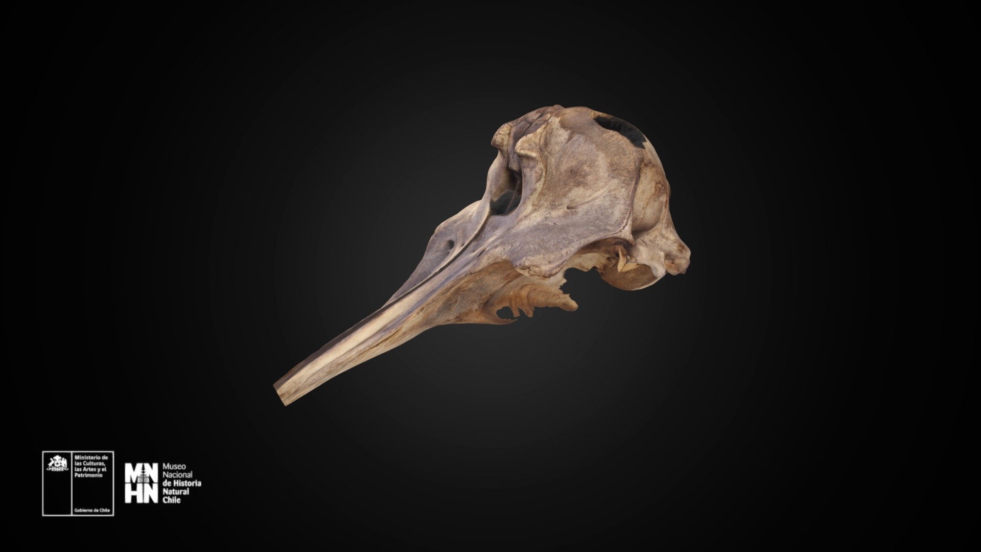 Mesoplodon peruvianus 1604 - Download Free 3D model by Museo Nacional ...