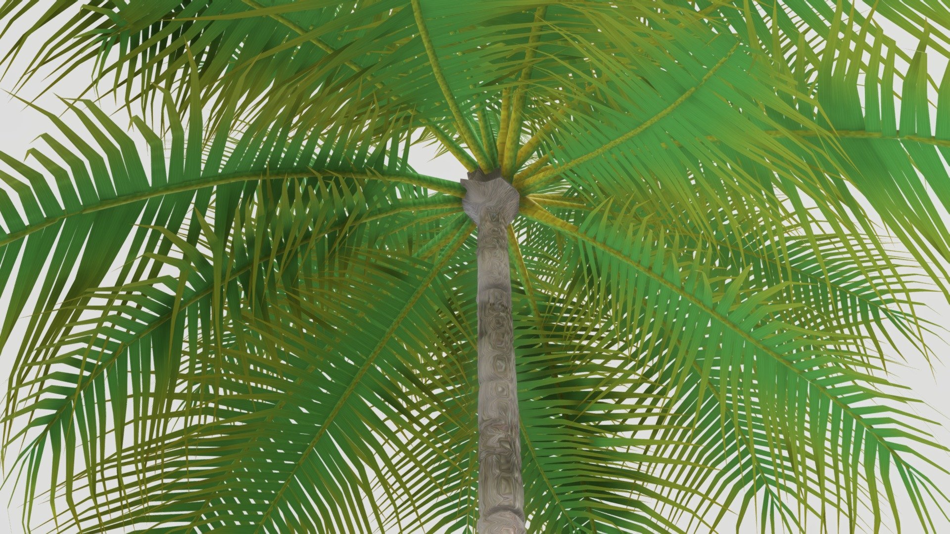 3D Coconut Tree - 3D model by Kailash H Kanojia (@KailashHKanojia ...