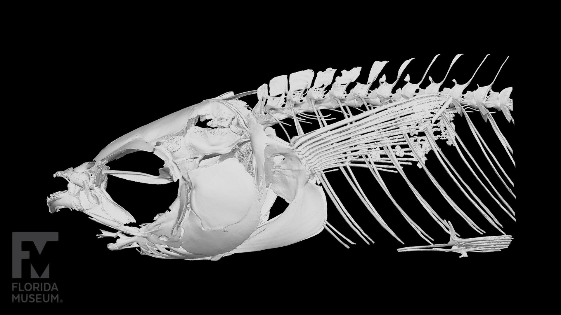 Japanese Rice Fish Head, Adrianichthyidae - 3D model by FloridaMuseum ...