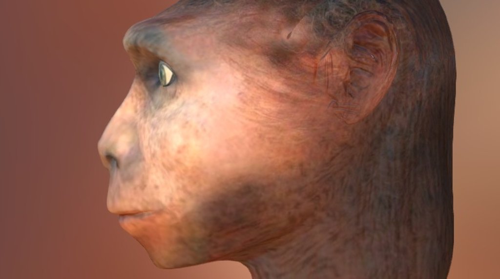 Homo Erectus - Indonesia - 3D model by Andria Wahyudi (@andriawahyudi ...
