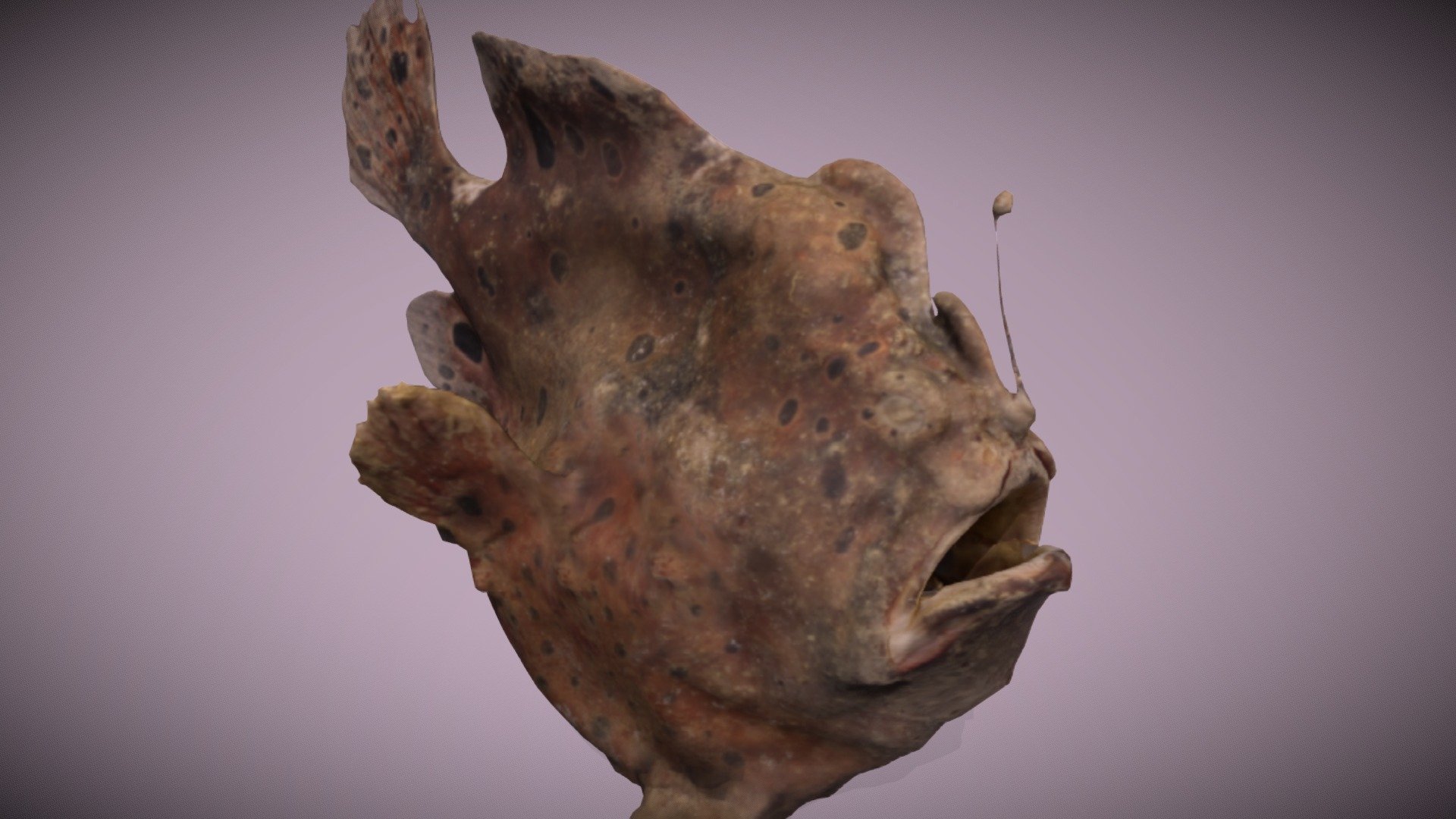Photogrammetry Angler Fish - 3D model by txzero [03dc658] - Sketchfab