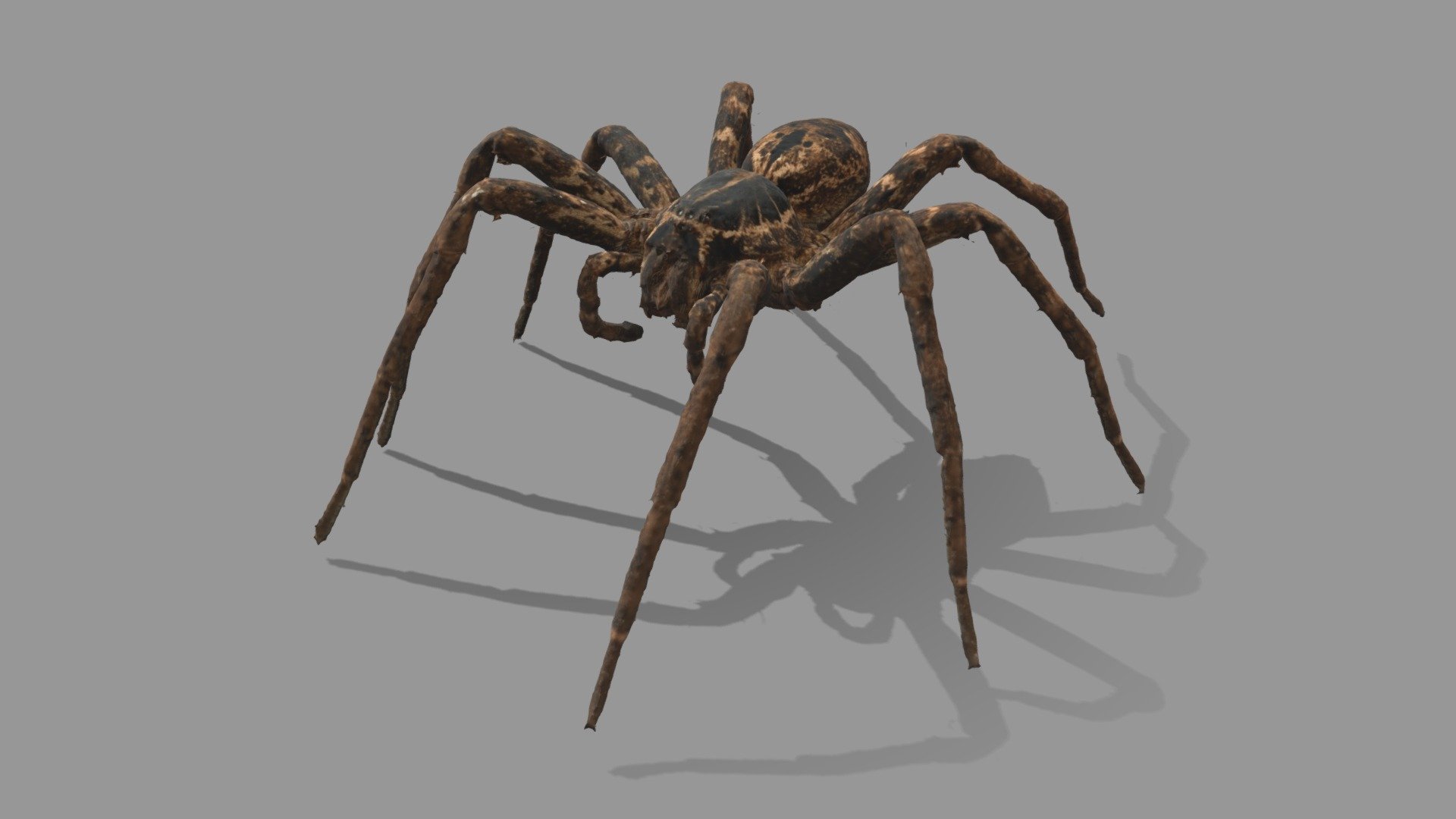 CC0 キクメハシリグモ 🕷️ ♀ Fishing Spider, D. japonicas - Download Free 3D model ...