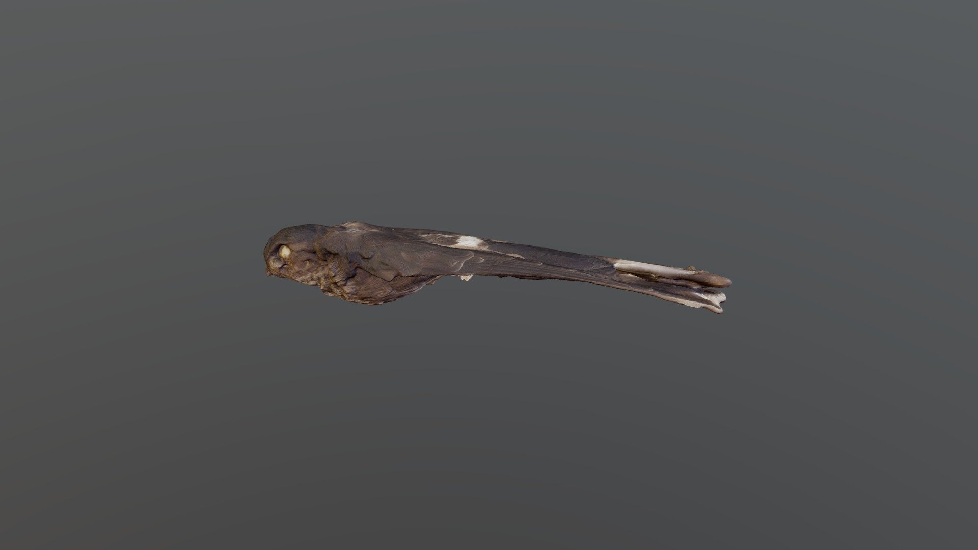 Pygmy Swiftlet - Collocalia troglodytes - Download Free 3D model by ...