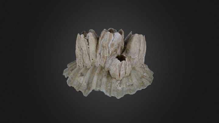 Cirripedia 3D models - Sketchfab