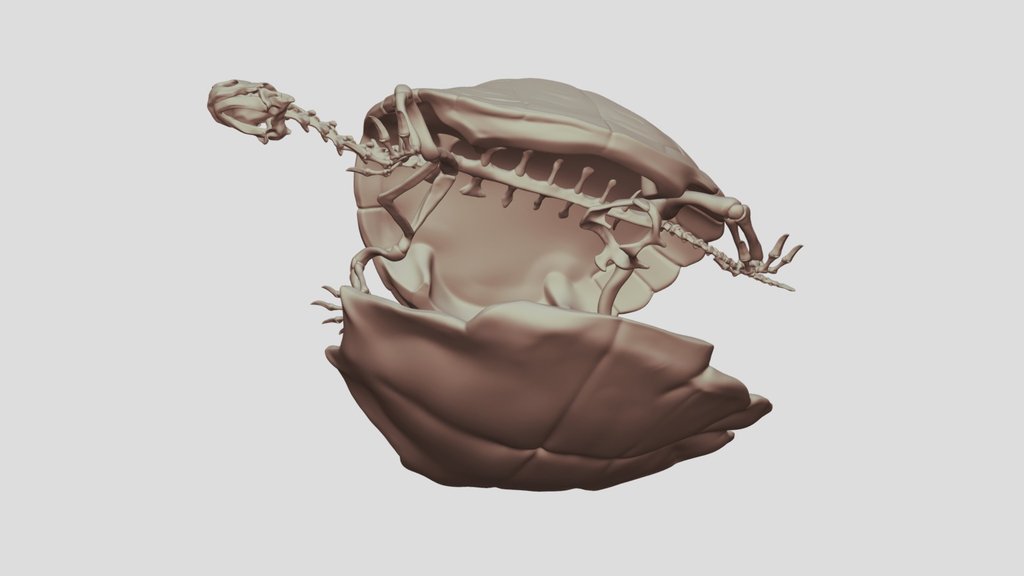 Skelton - A 3D model collection by monostudio - Sketchfab