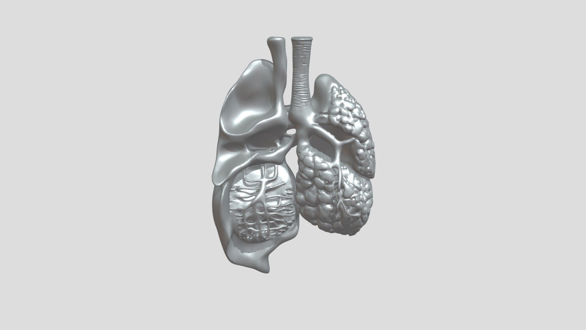 human lungs anatomical model - 3D model by roseroaracely58 [03eaf63 ...